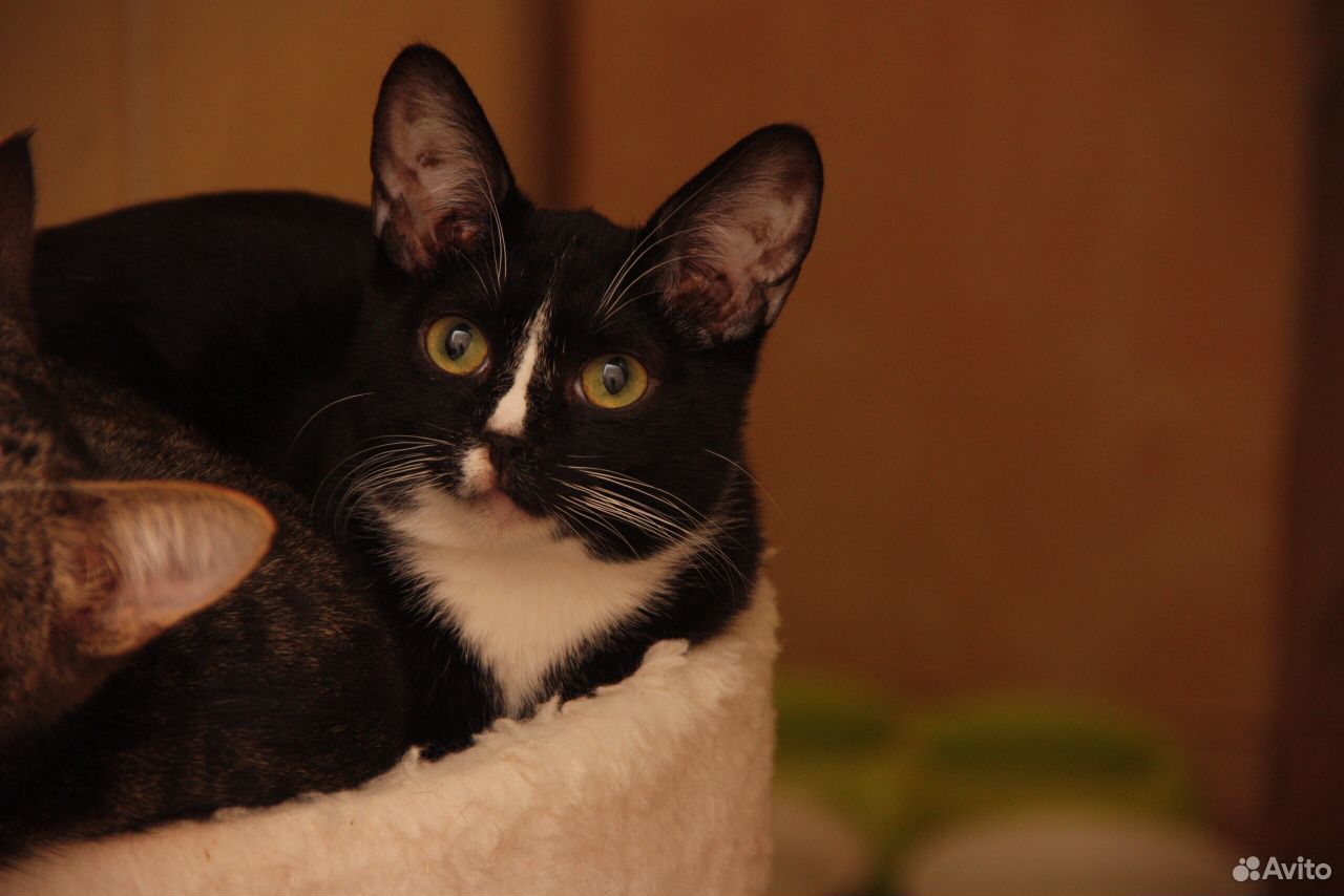 Котенок Марсик ласковый добрый