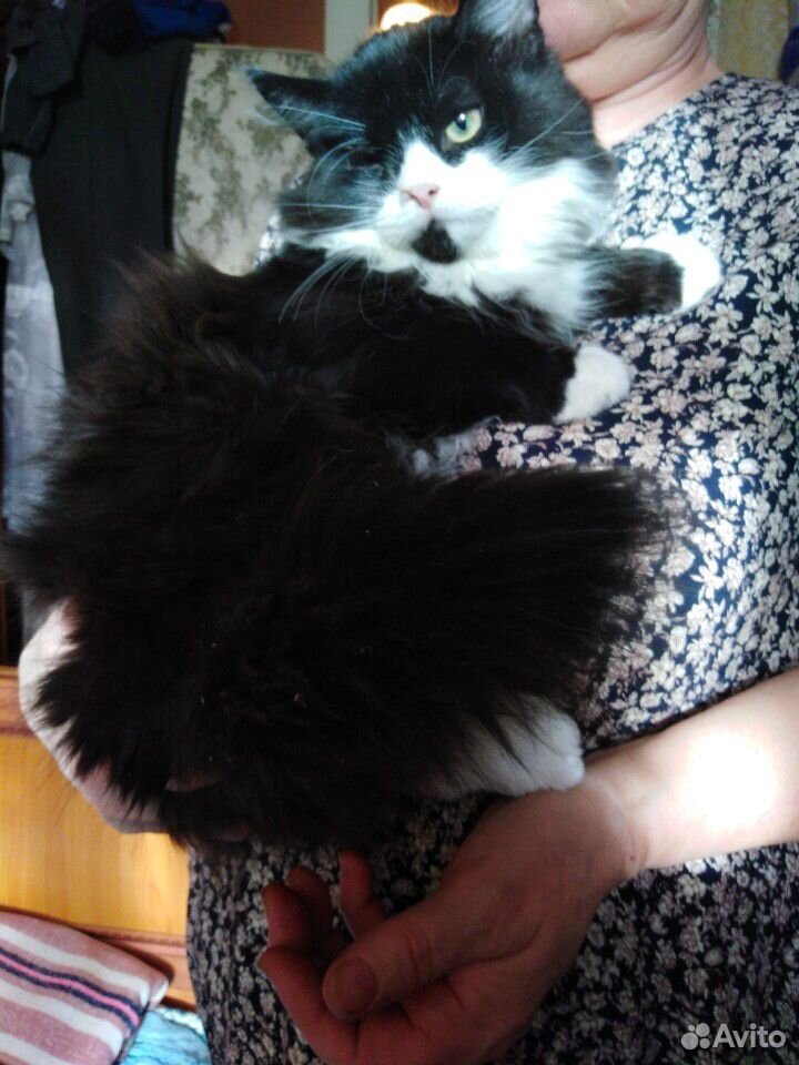 Кошка