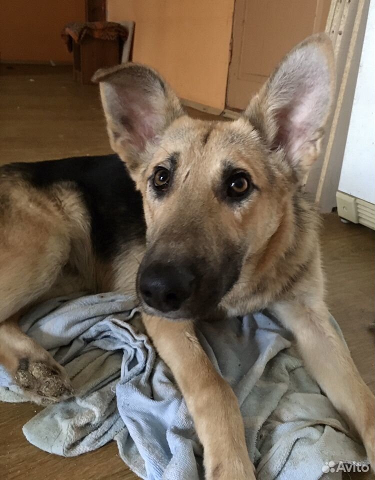 Щенок-мальчик Самур в добрые руки