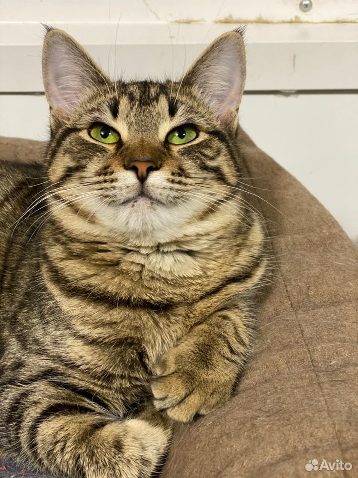 Полосатая кошка