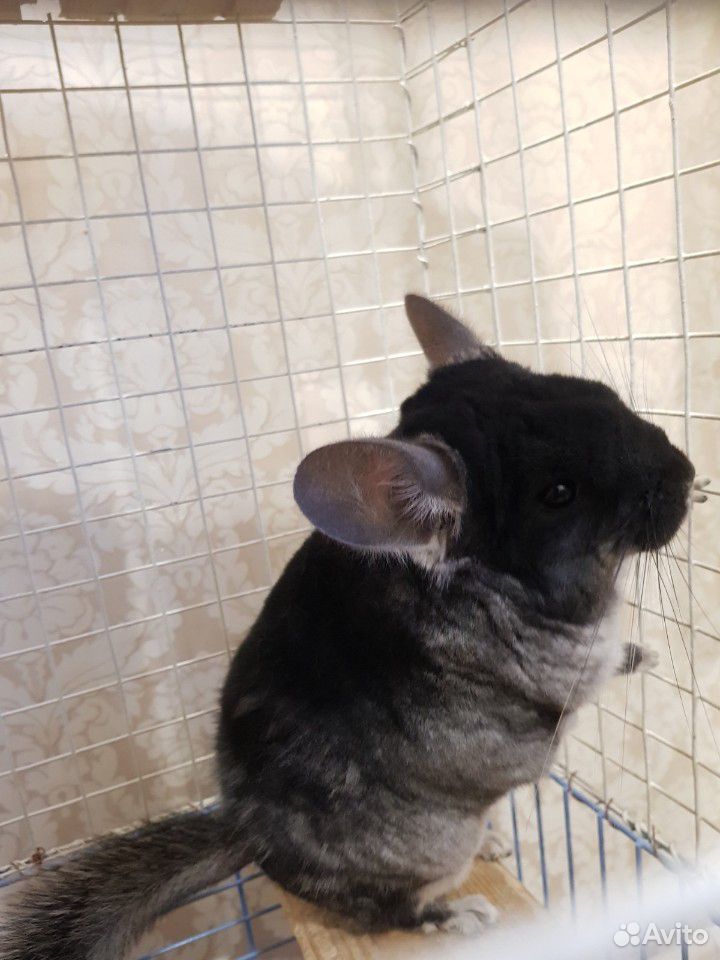 Шиншилла черная мальчик 1 год