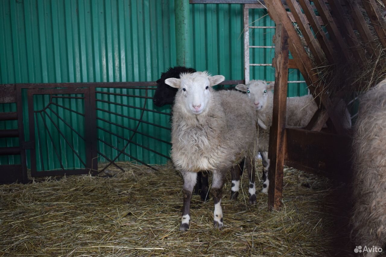 Бараны, барашки,коза