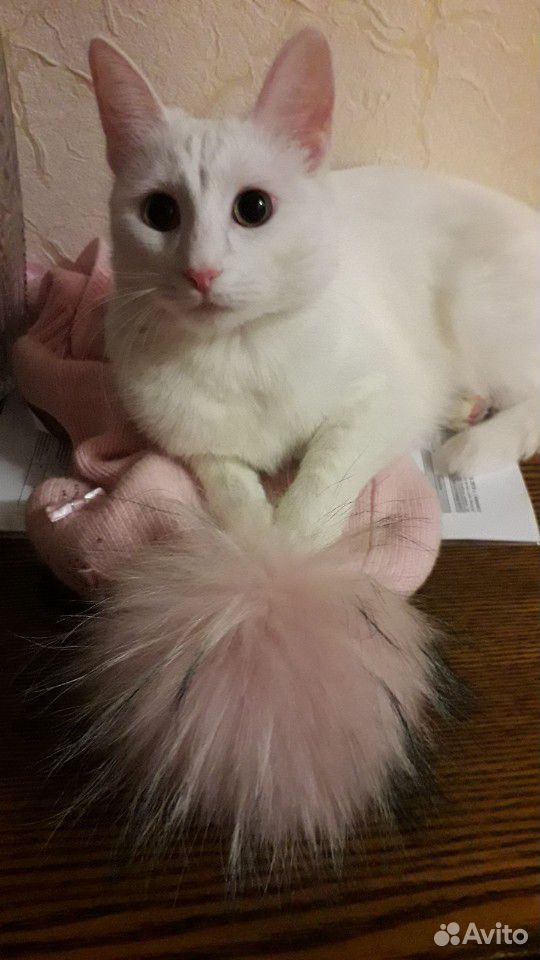 Кошечка белоснежка