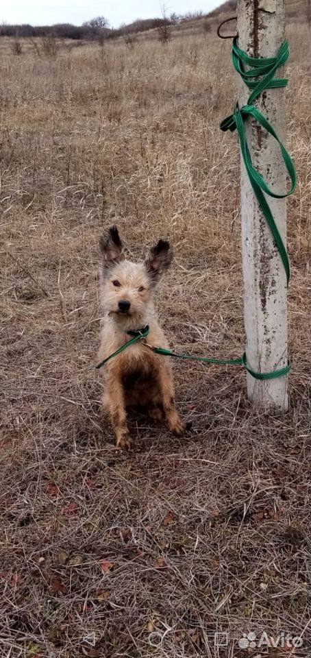 Ищет дом не крупная собачка Джуна