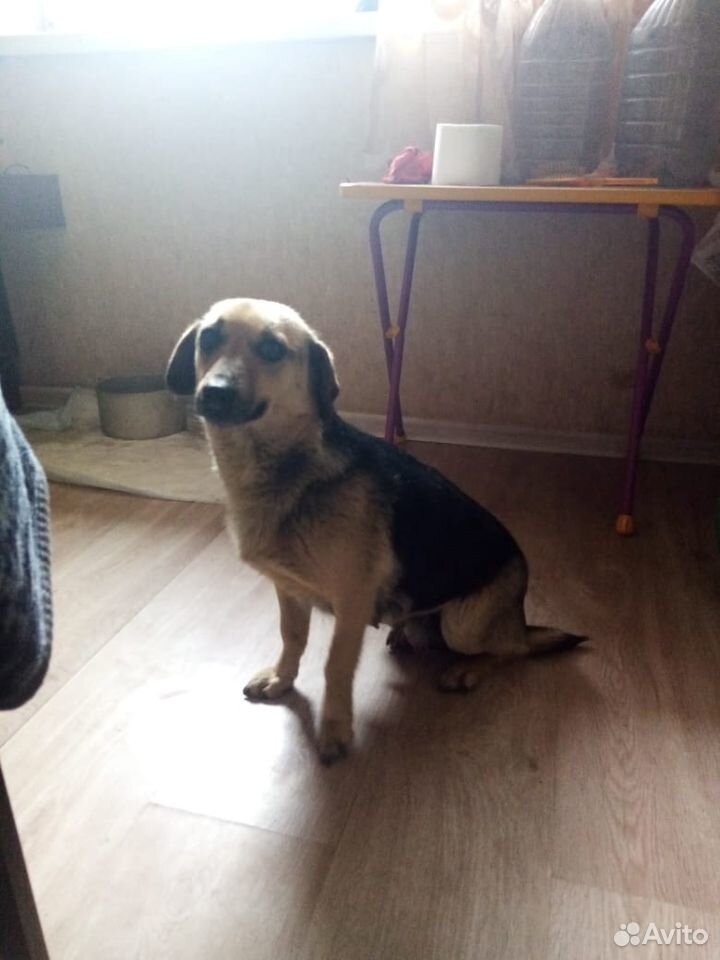 Ищет дом мелкая собачка Лара