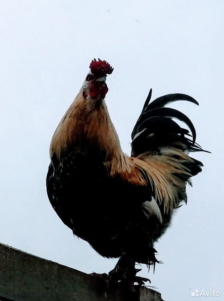 Петух