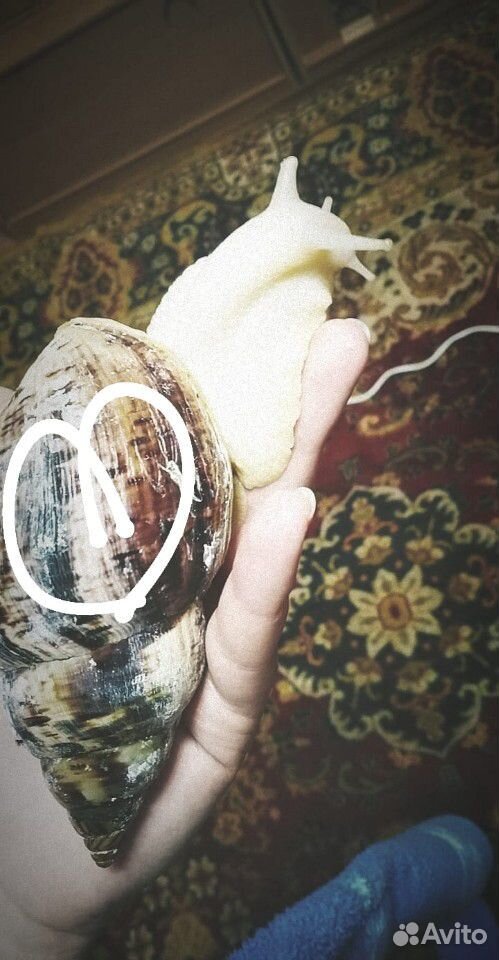 Улитка ахатина