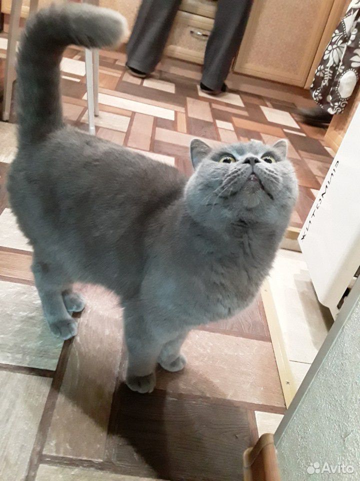 Кот жених