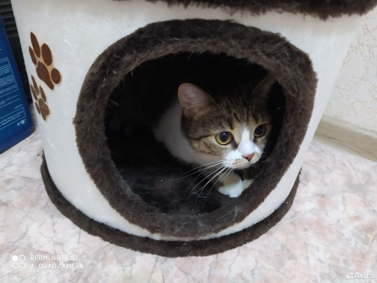 Кошка Аришка ищет дом