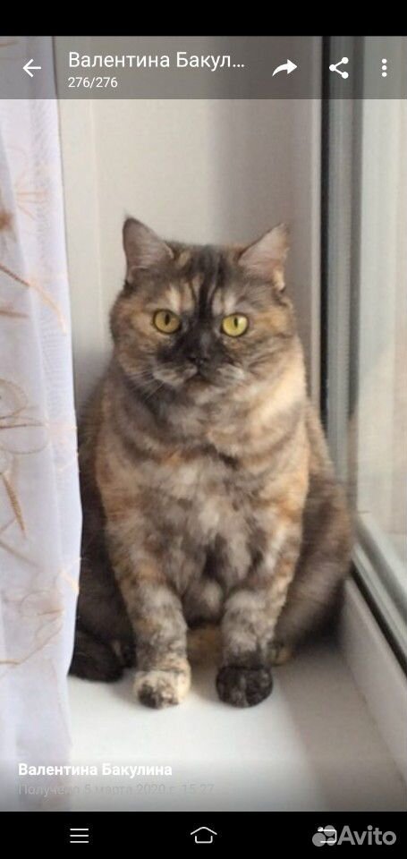 Кошка - Черепаший окрас, помесь вислаухой