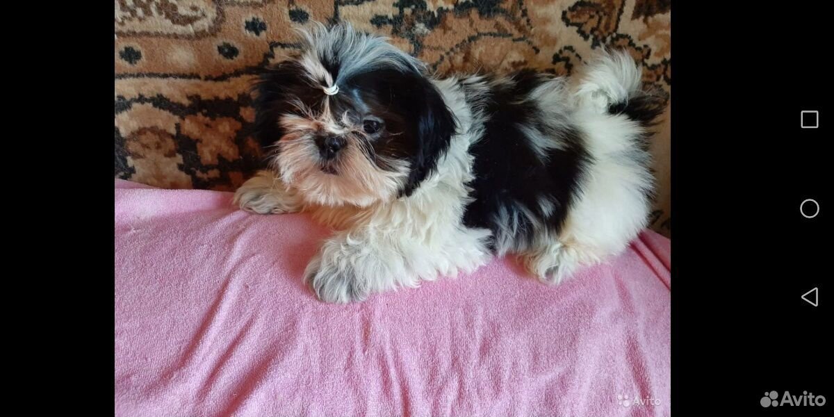 Любимая ши- тцу девочка