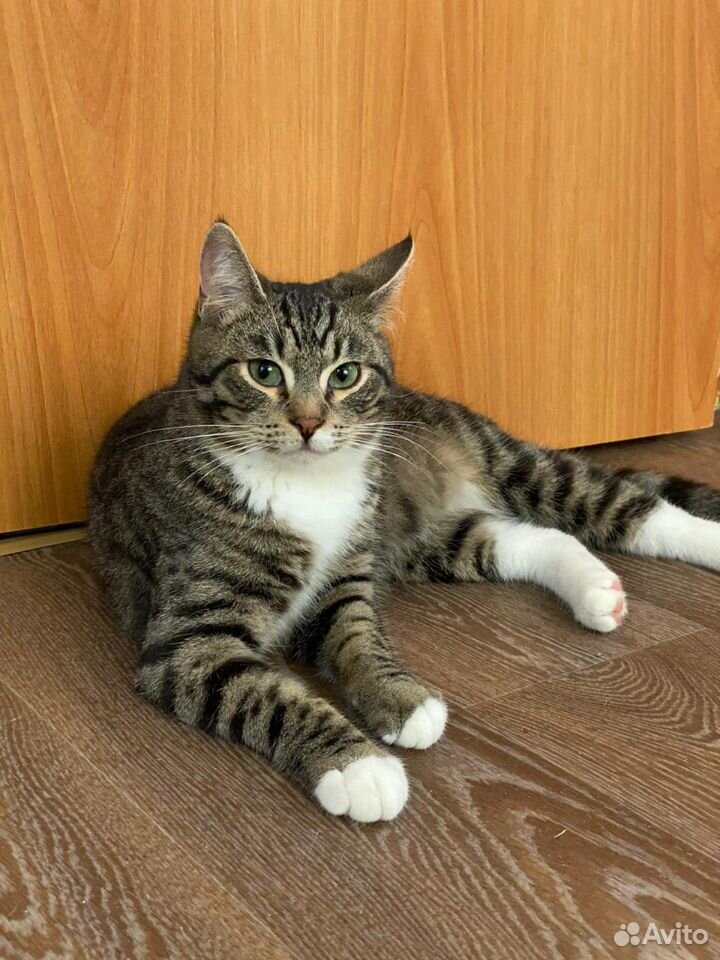 Ласковый полосатый Котенок-мальчик