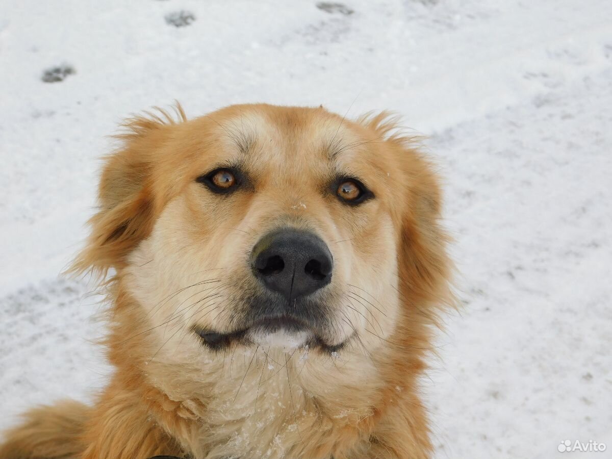 Собака