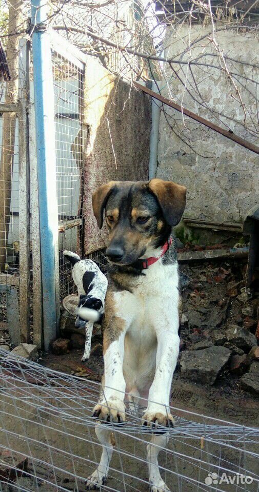 Собака Атос