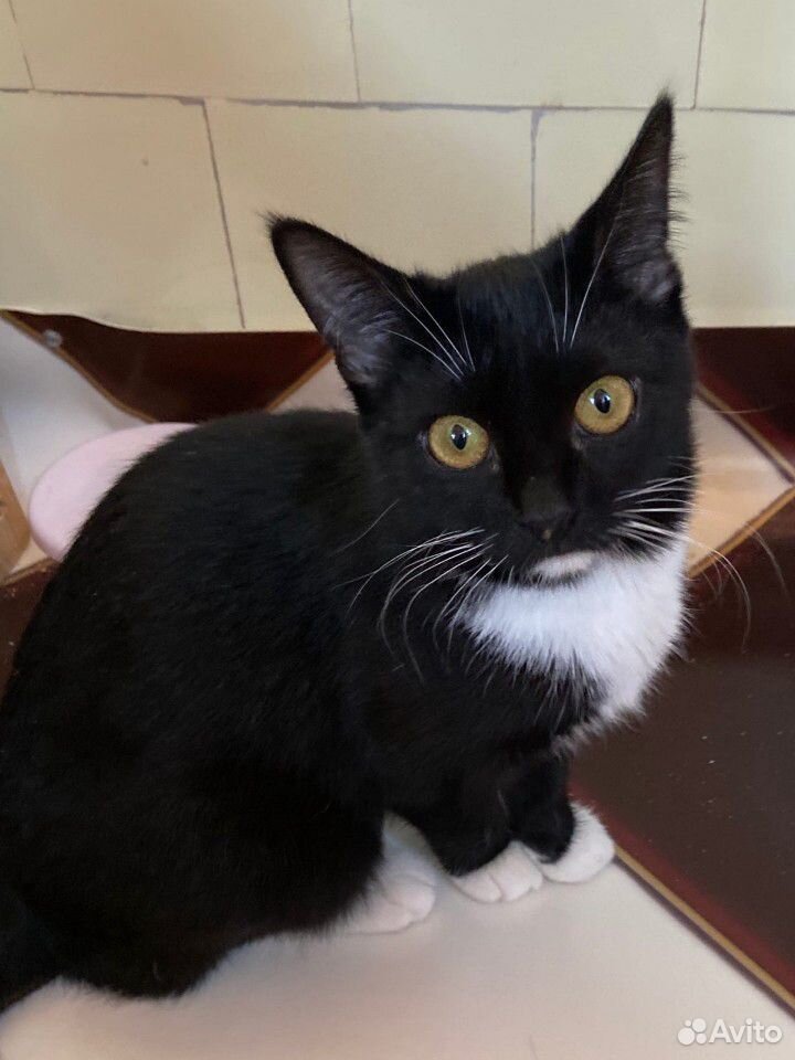 Гренка хочет домой