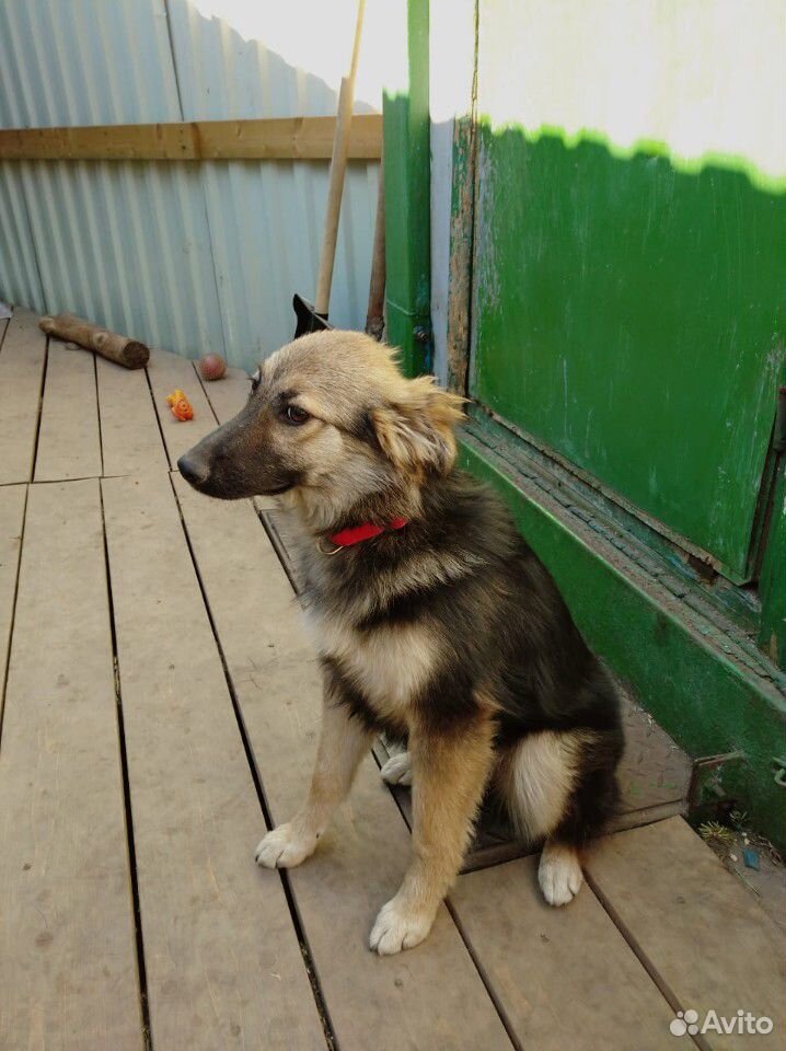 Щенок девочка в дар 6 мес 9 кг