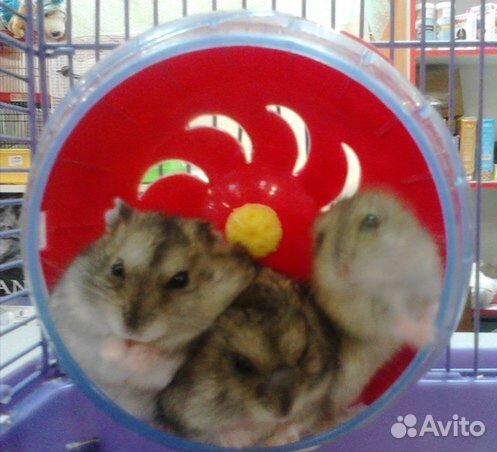 Джунгарские хомячки