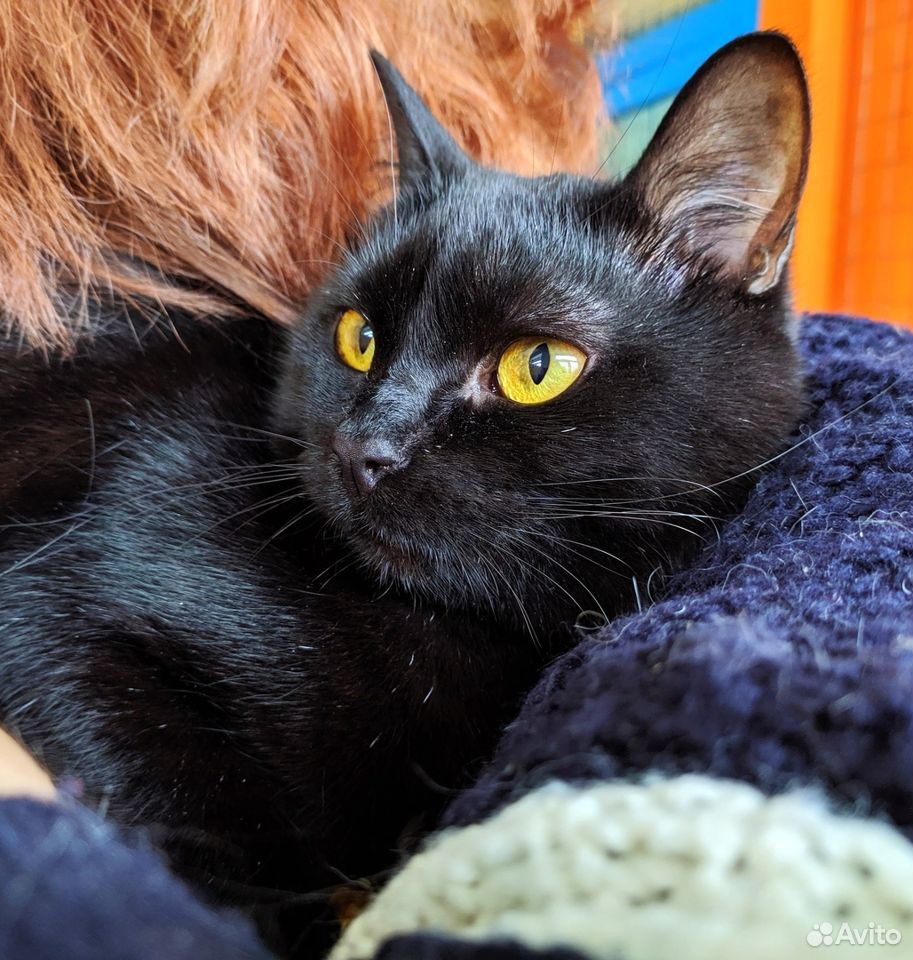 Кошечка Маша, годик (из приюта)