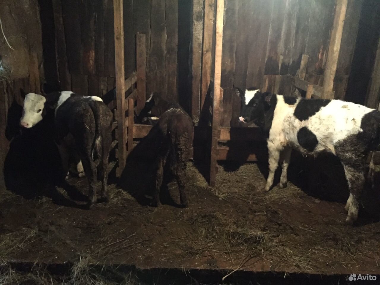 Бык и 2 телки