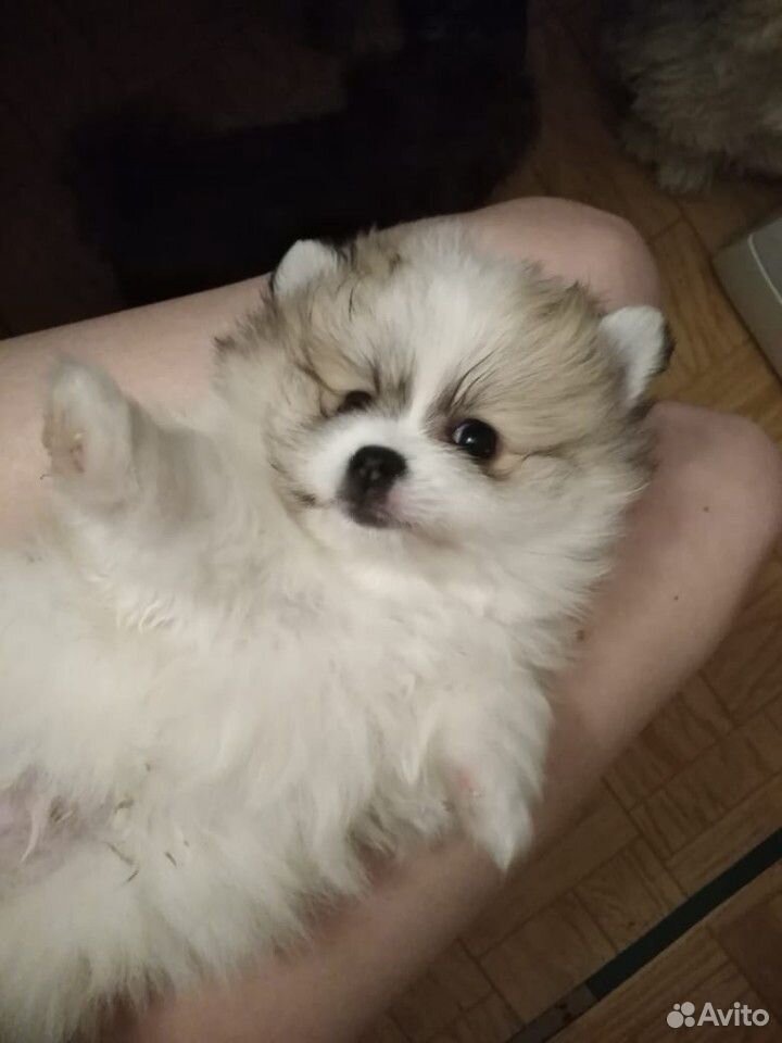 Шпиц медвеженок мальчик