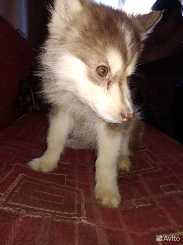 Сибирские хаски