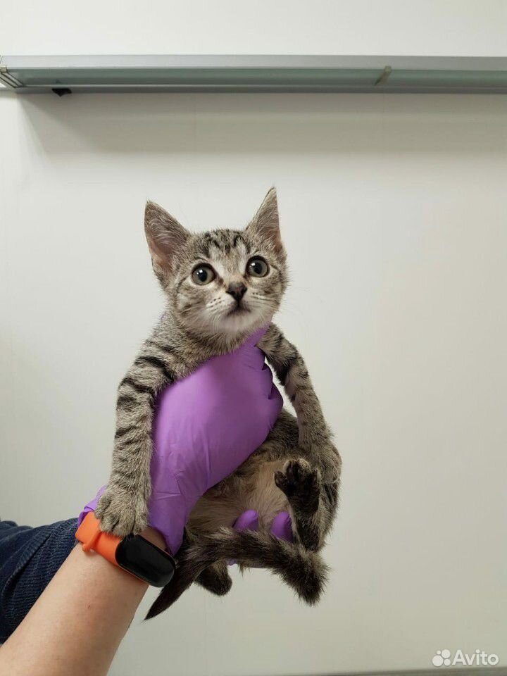 Котенок девочка