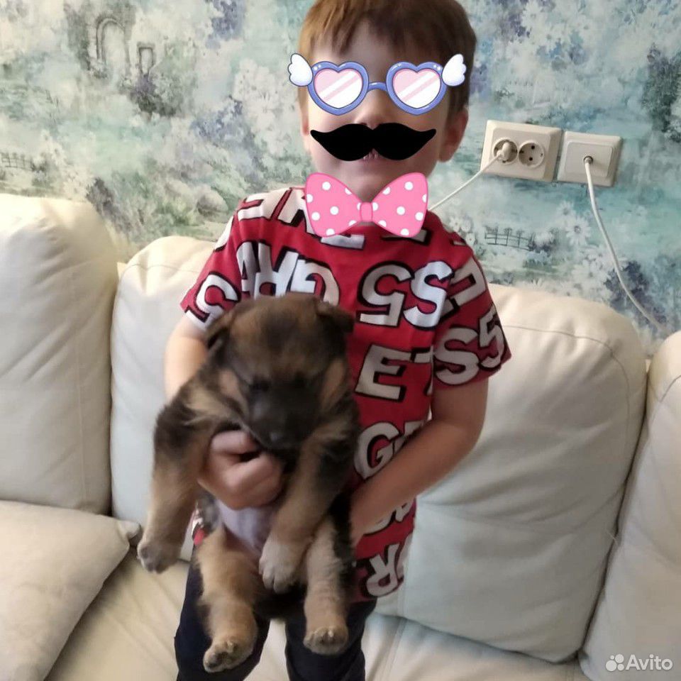 Щенок, девочка, отдам в хорошие руки. Родилась 1 м