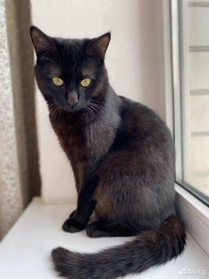 Котейка ищет даму