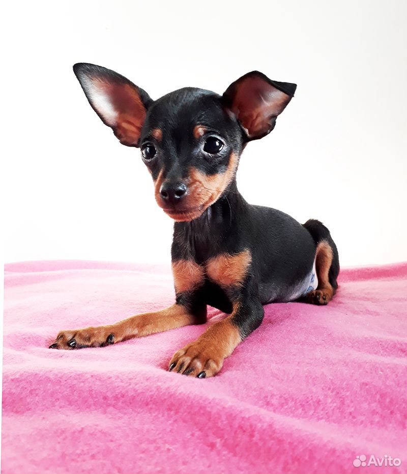 Миниатюрный тойчик от чемпионов. РКФ