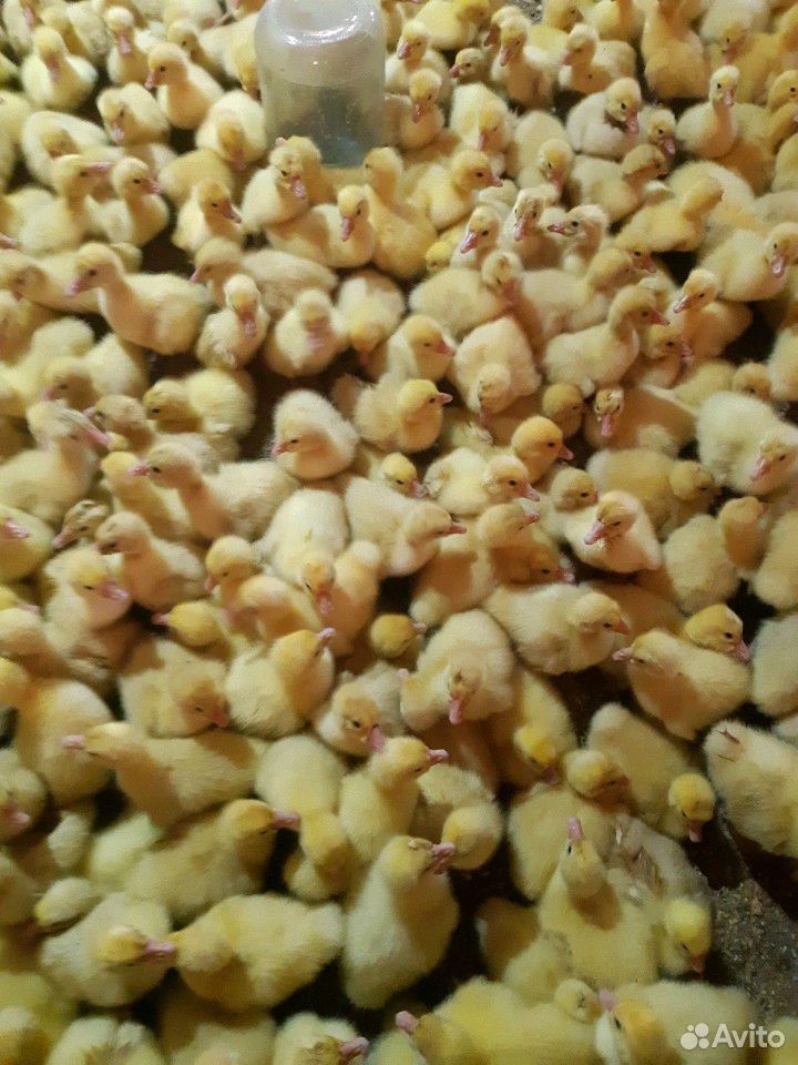 Гусята Линда и Серая крупная крупным оптом