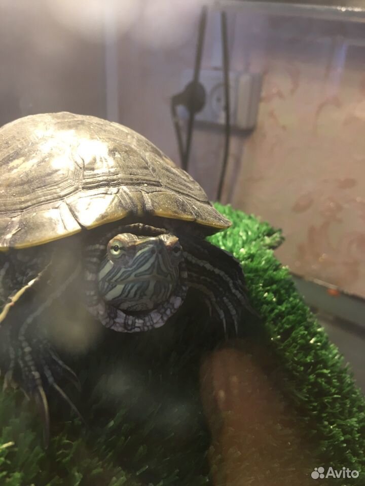 Черепаха
