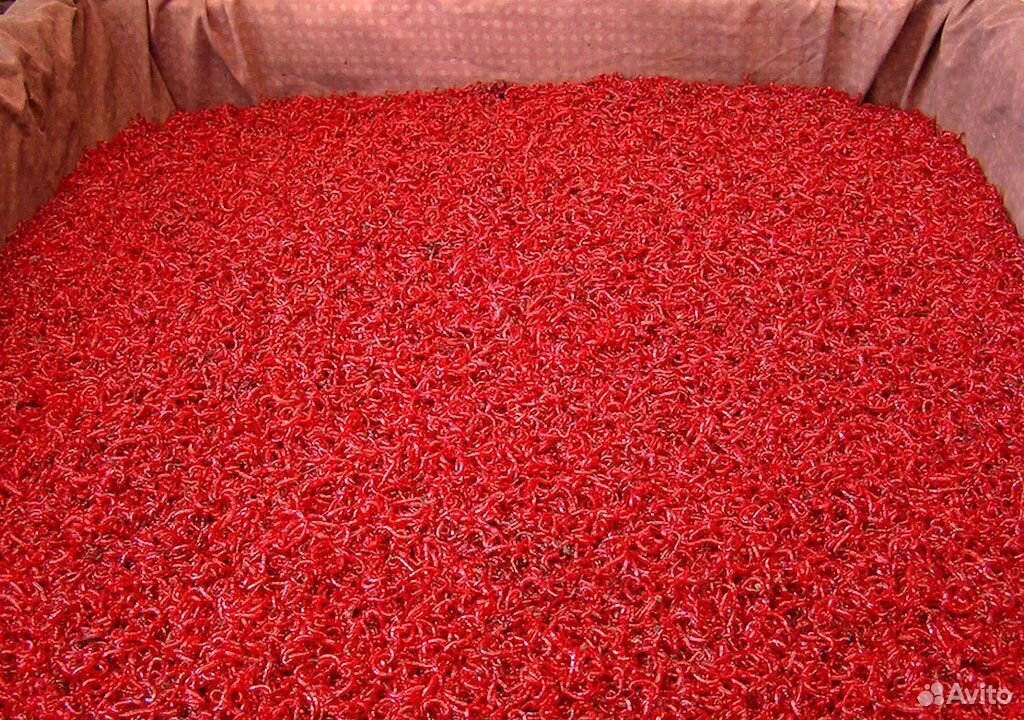Корм для рыбок