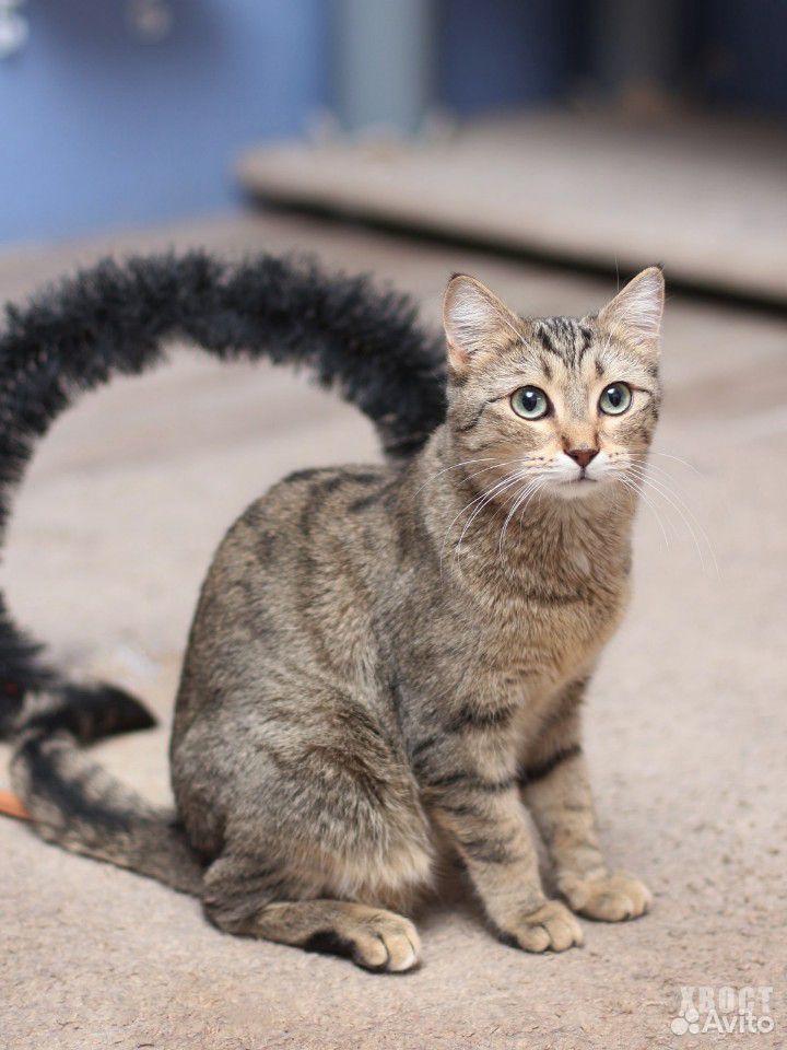 Кошка Катюша, полосатая ласкуша