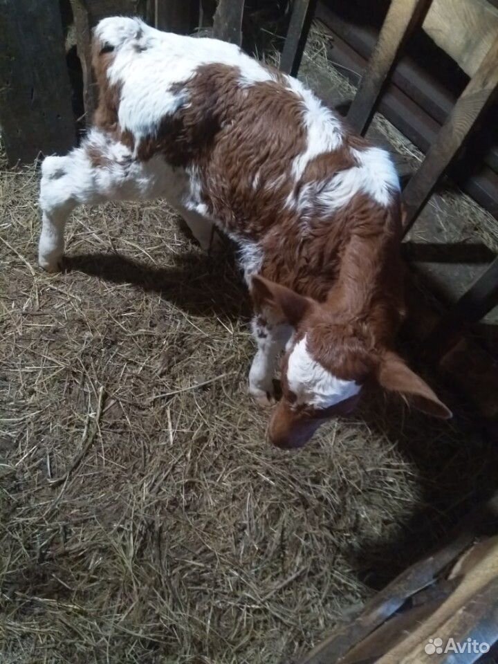 Теленок айршир мальчик