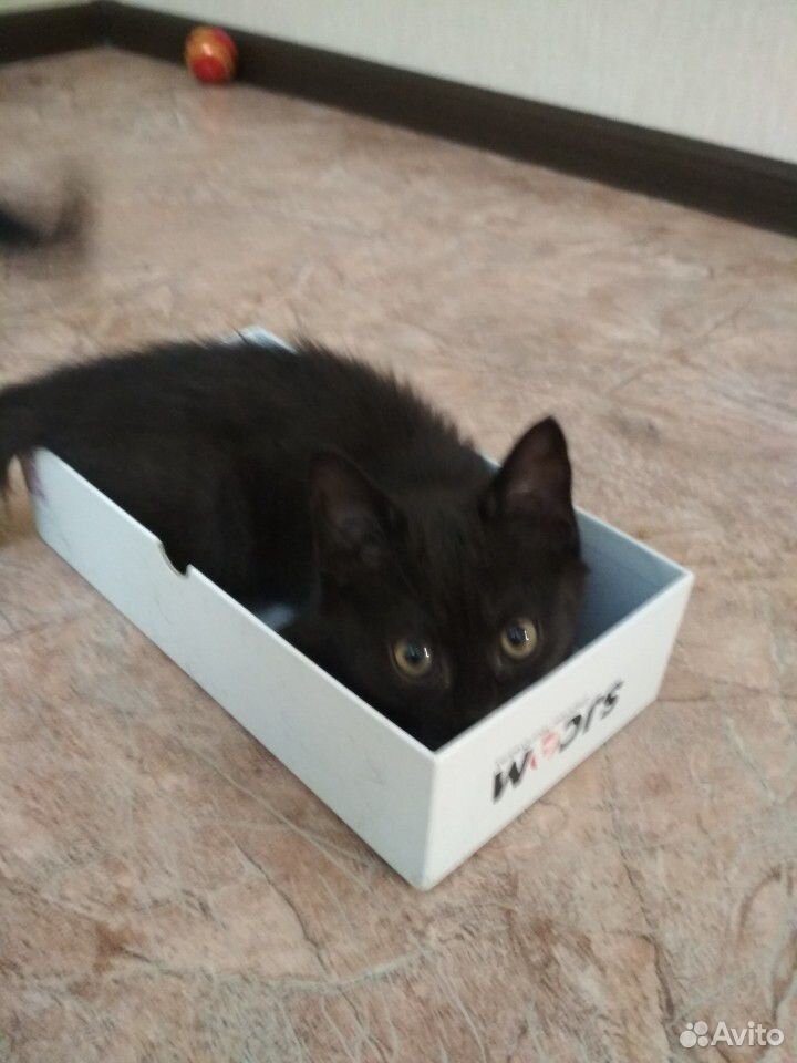 Кошка