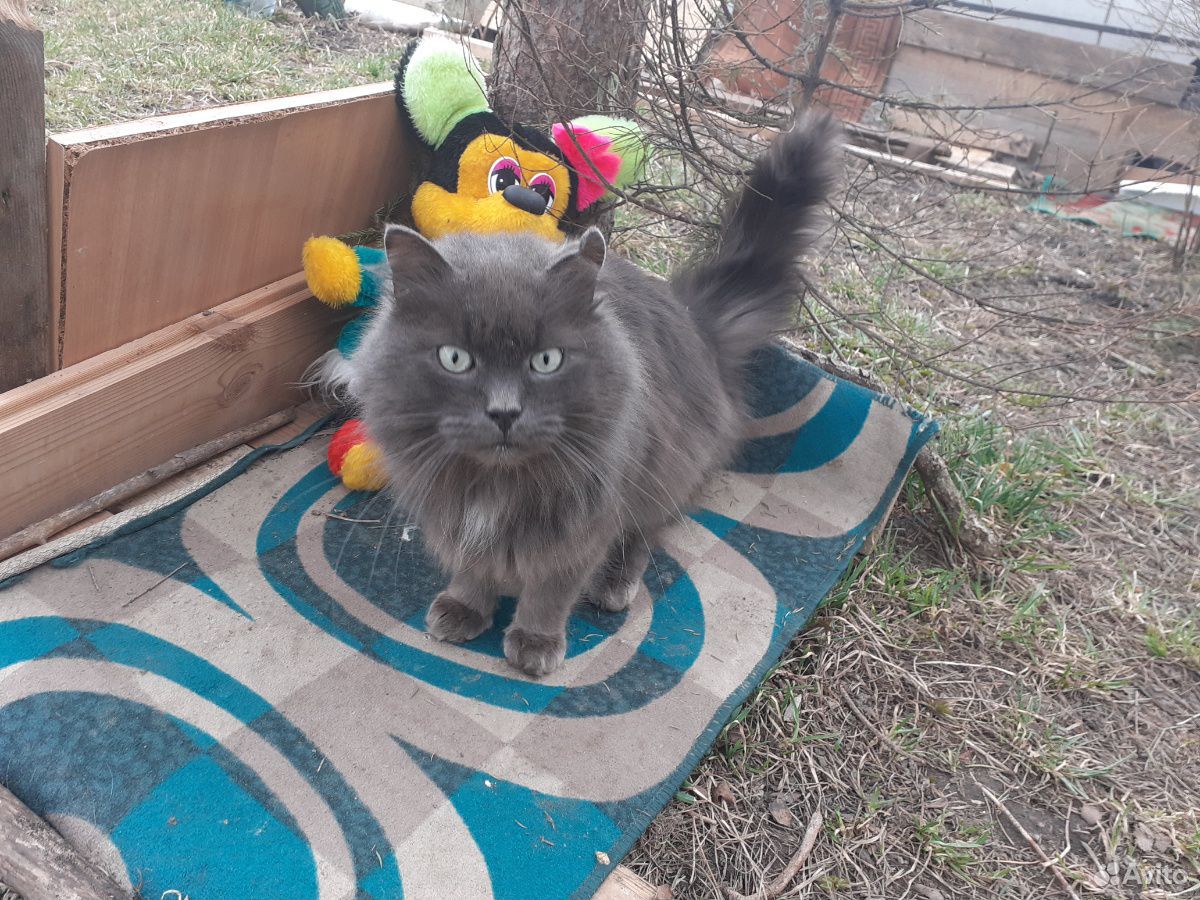 Котик