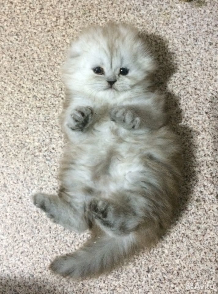 Котенок шотландка вислоушка