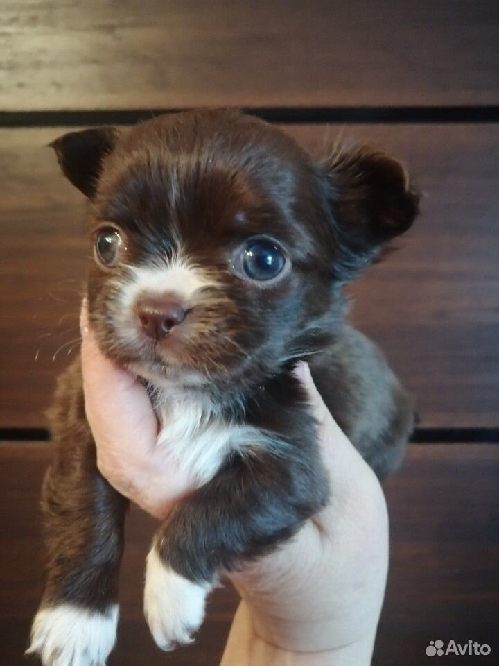 Чихуахуа мини шоколадка