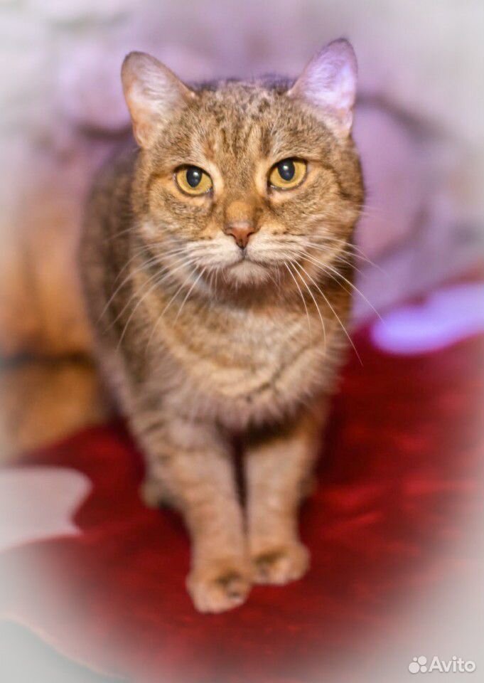 Челси надеется найти обрести семью в добрые руки