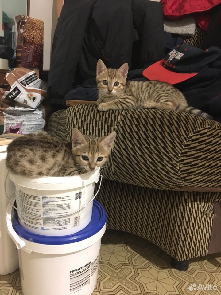 Отдаются котята бенгала