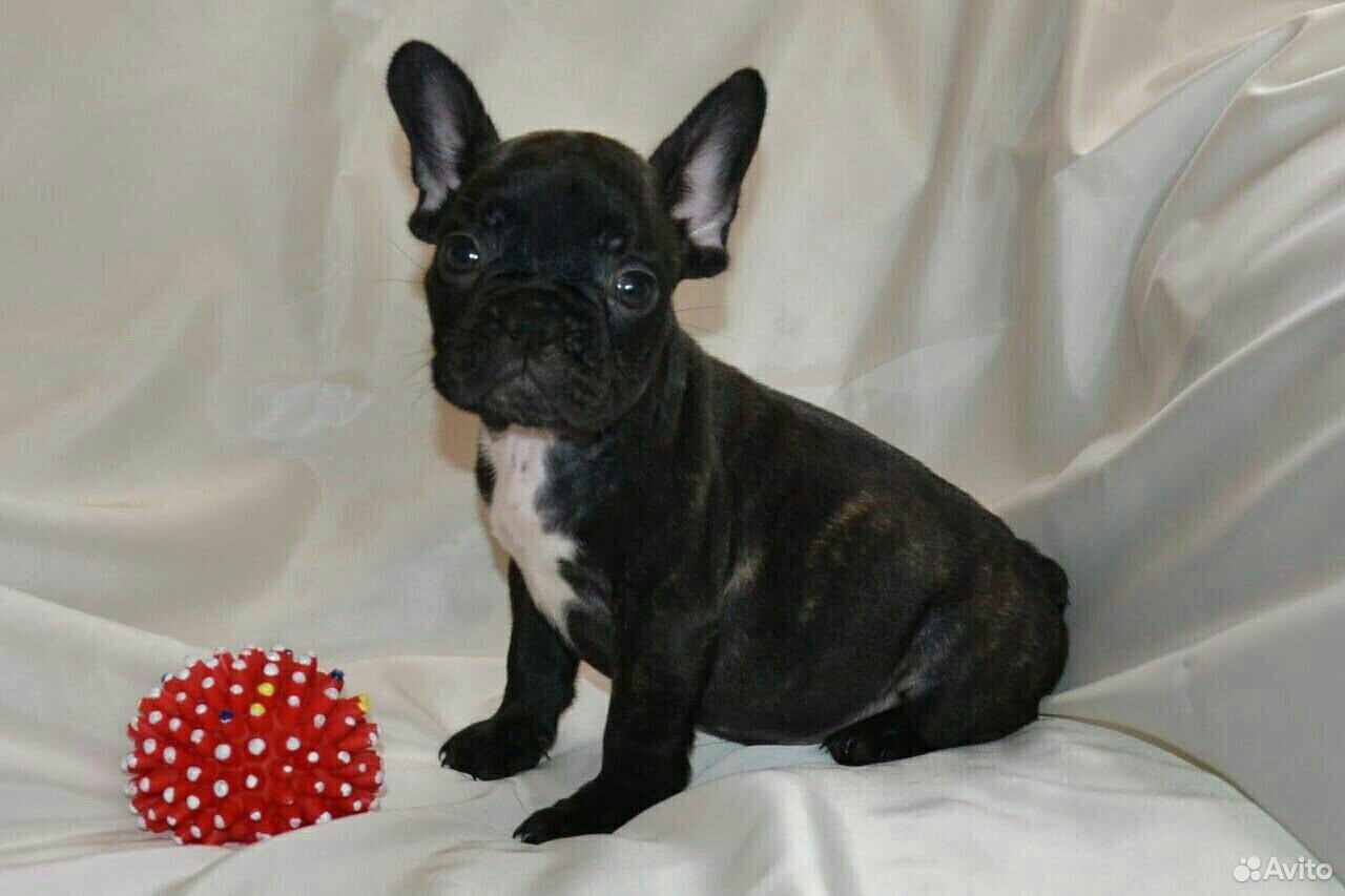 Чудо девочка- тигровая булечка