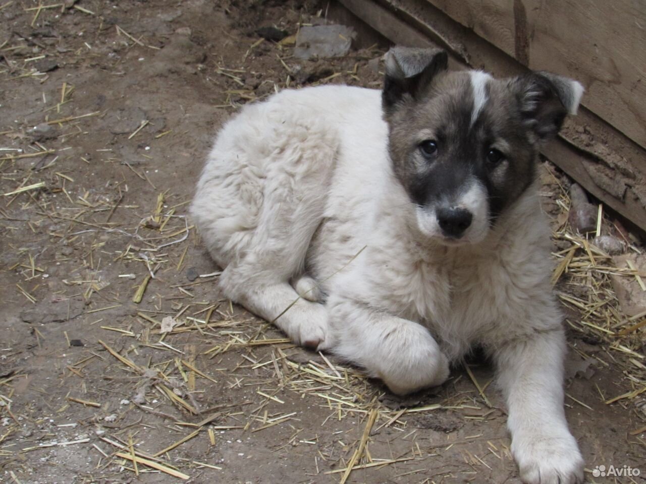 Метисы от алабая с кавказом