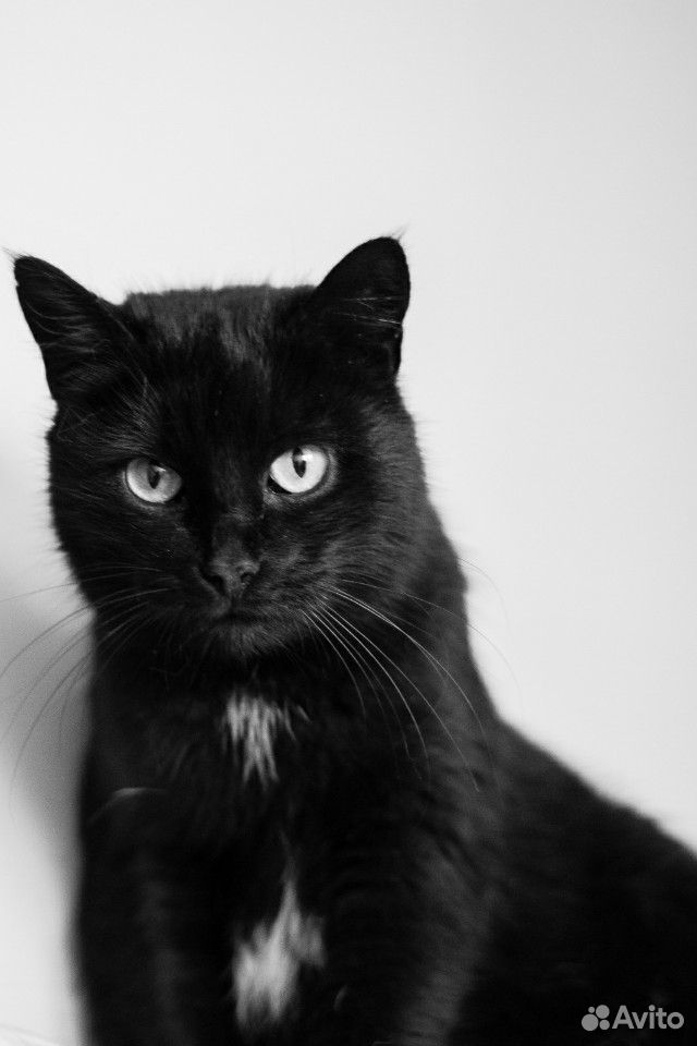 Кошка ищет дом