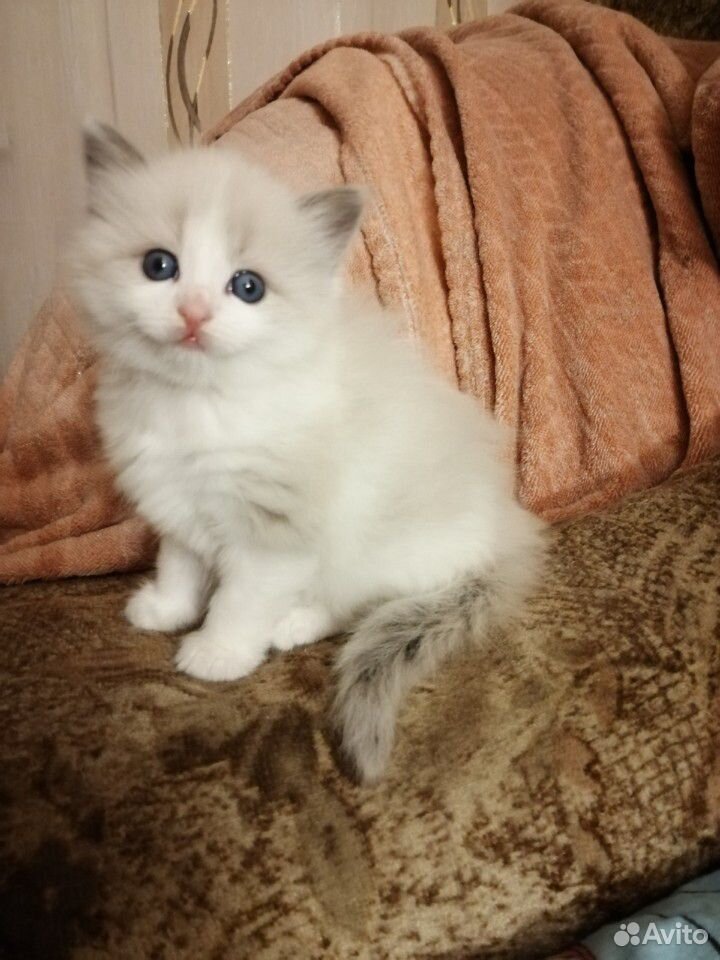 Невская маскарадная