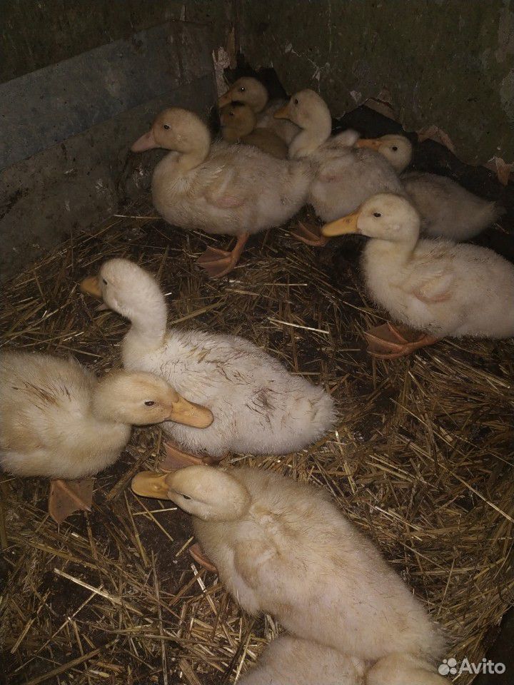 Утята старт 53