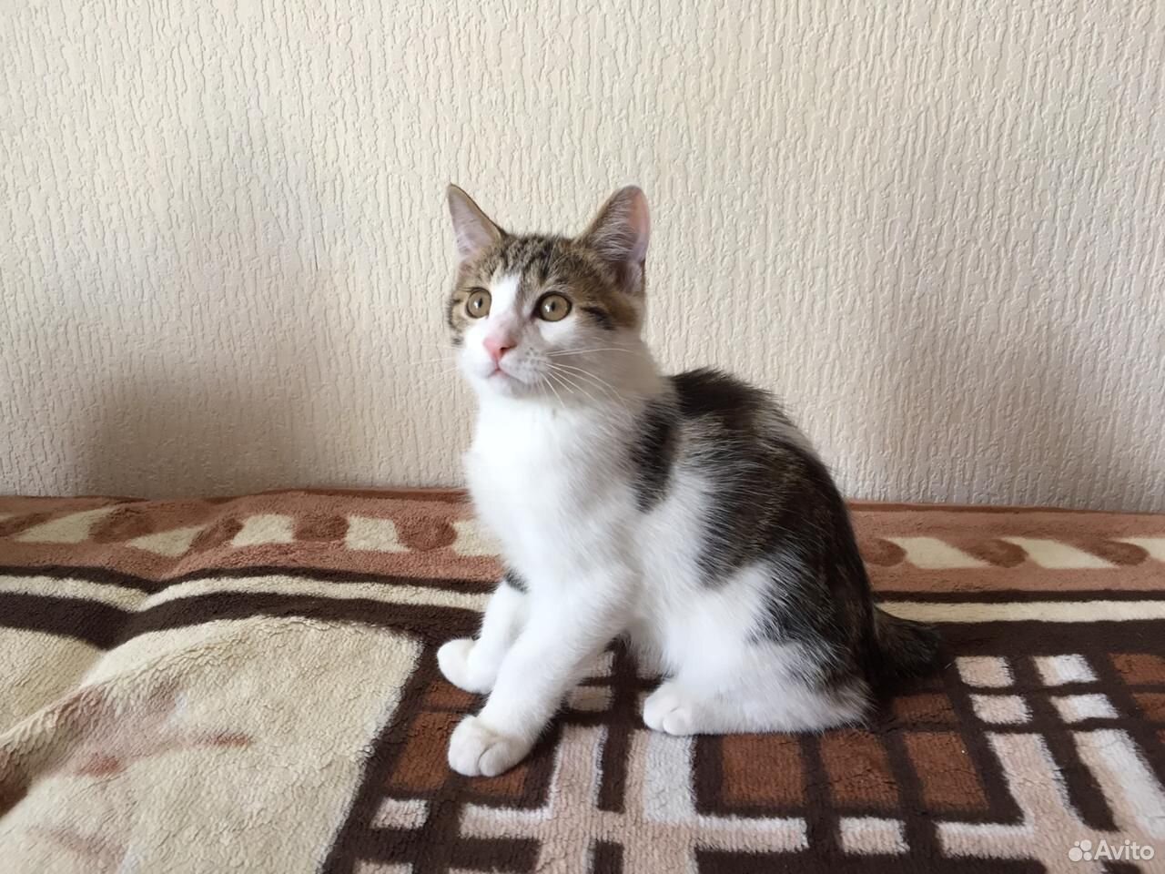 Котик-курбобик