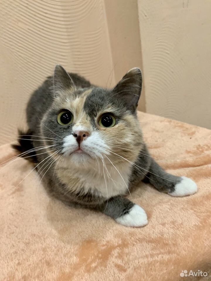 Кошечка Санни 2,5 года ищет дом