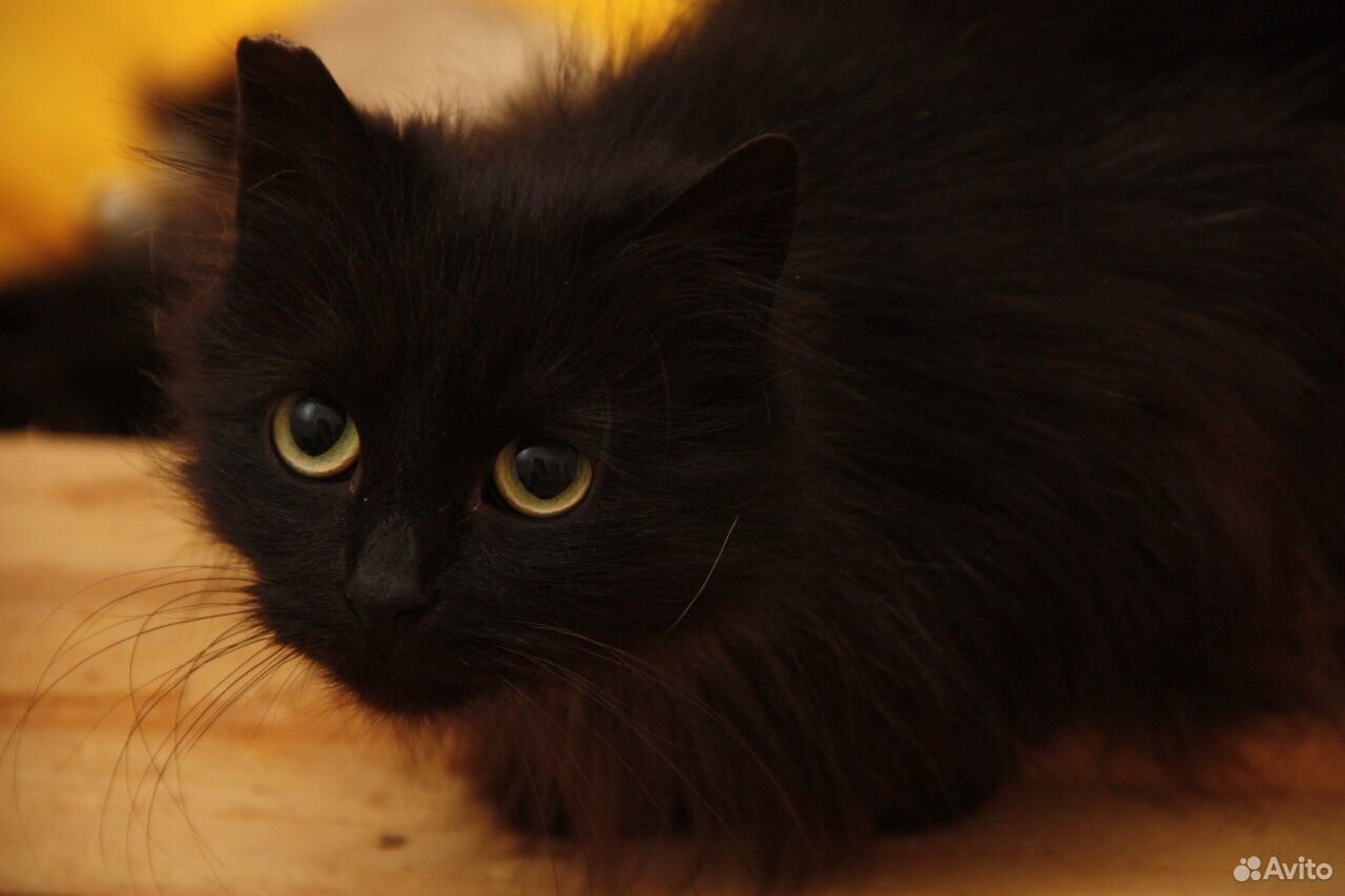 Кошечка Чуня Клякса