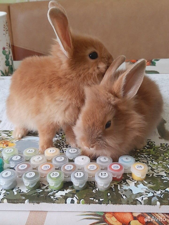 Декоративные крольчата