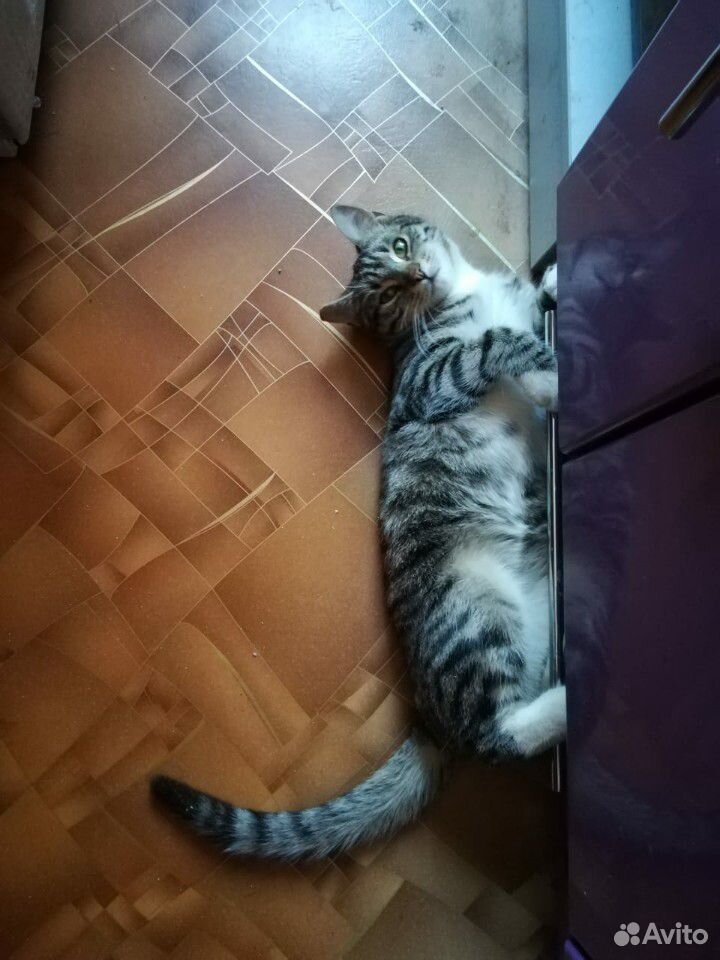 Афигительный котенок кот ласковый серый полосатый